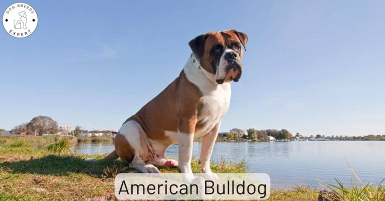 The American Bulldog: A Complete Breed Profile