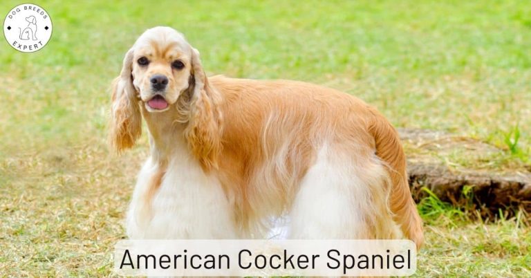 American Cocker Spaniel. Full breed information and advice