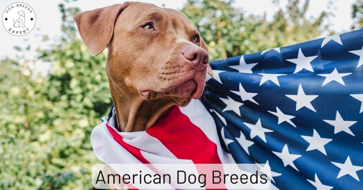 The Most Popular American Dog Breeds - Find Out Which!
