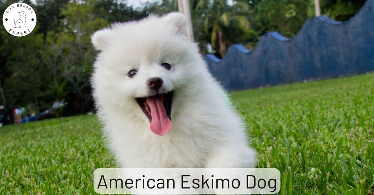 American Eskimo Dog Puppy