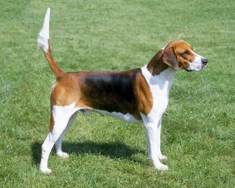 The American Foxhound - A sleek hunter and great family dog