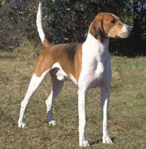The American Foxhound - A sleek hunter and great family dog