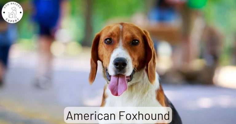 The American Foxhound - A sleek hunter and great family dog