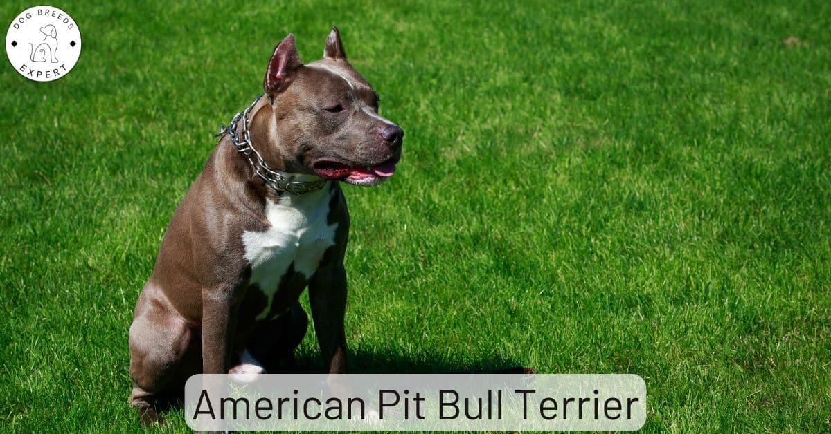 American Pitbull