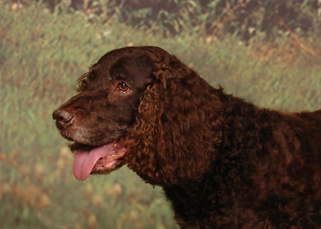 The American Water Spaniel - Are you curious?