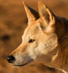 Australian Dingo - Are you curious? Full Facts here!