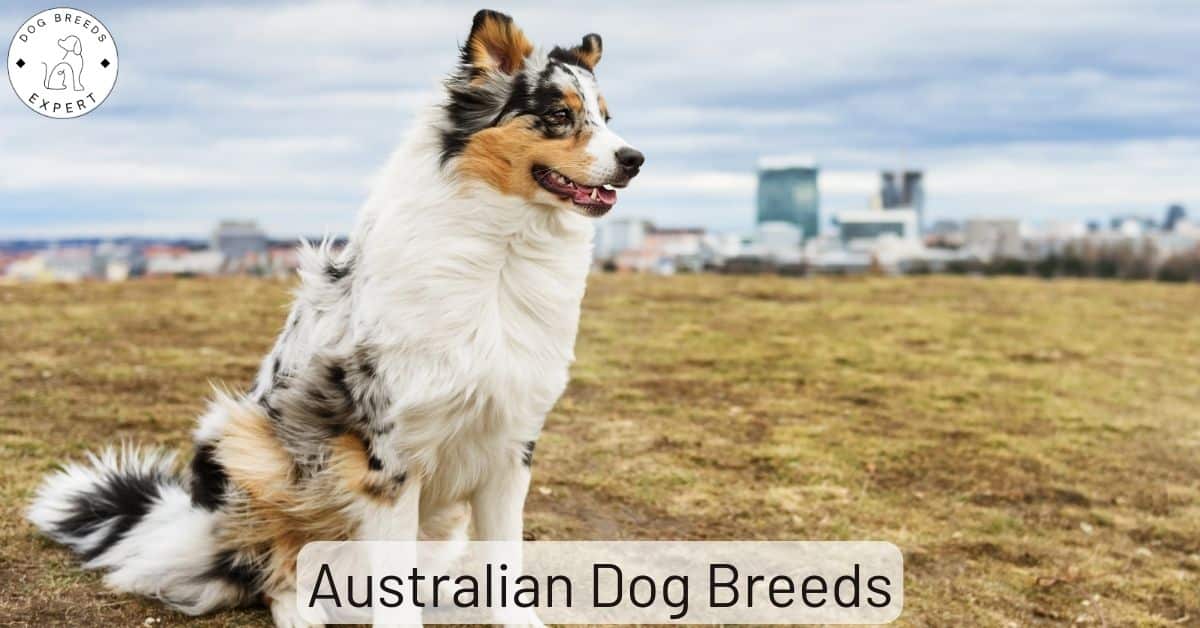 Australian Dog Breeds. Discover Them All Here!