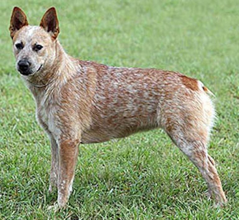 Australian Dog Breeds. Discover Them All Here!