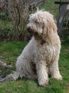 The Barbet Dog is also called the French Water Spaniel