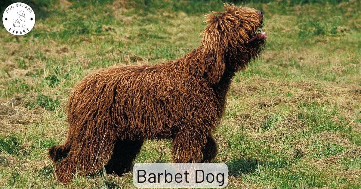 Are Barbets Smart Dogs