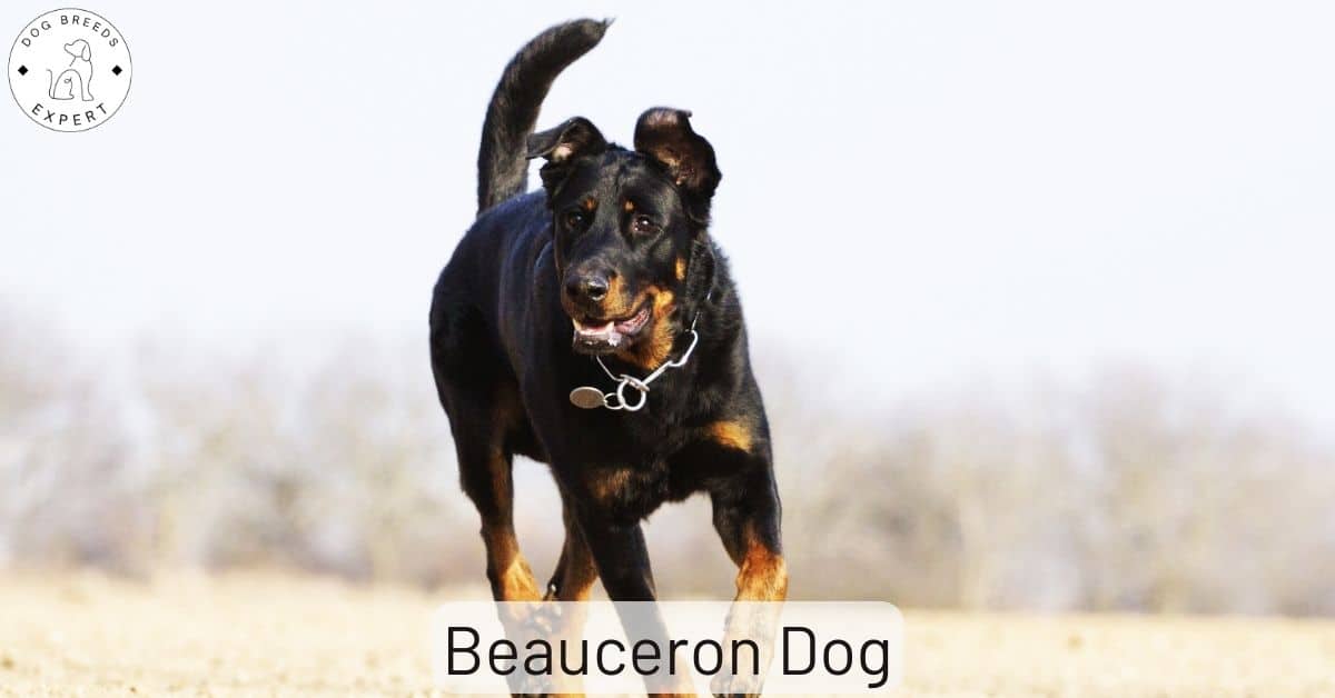 The Beauceron dog is a powerful sheepdog from France