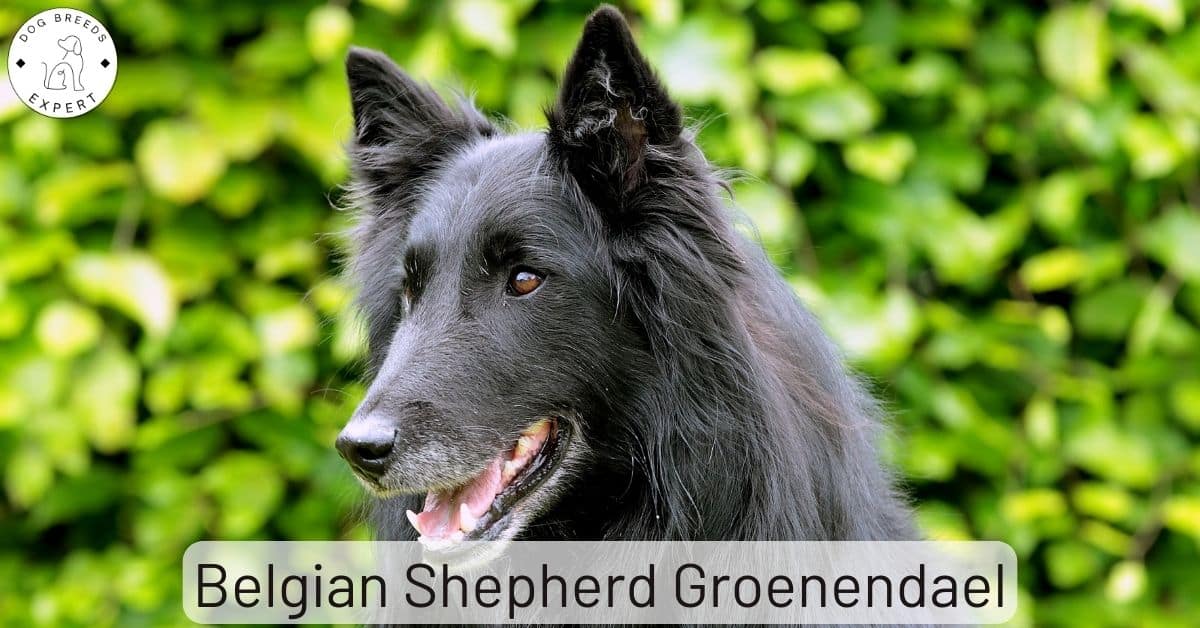 The Belgian Shepherd Groenendael is one of 4 Belgian Shepherds.