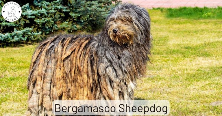 Bergamasco Sheepdog Dog Breed Information and Facts