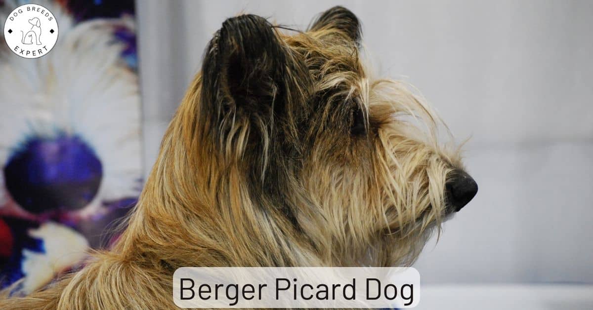 The Berger Picard dog breed - the breed for you?