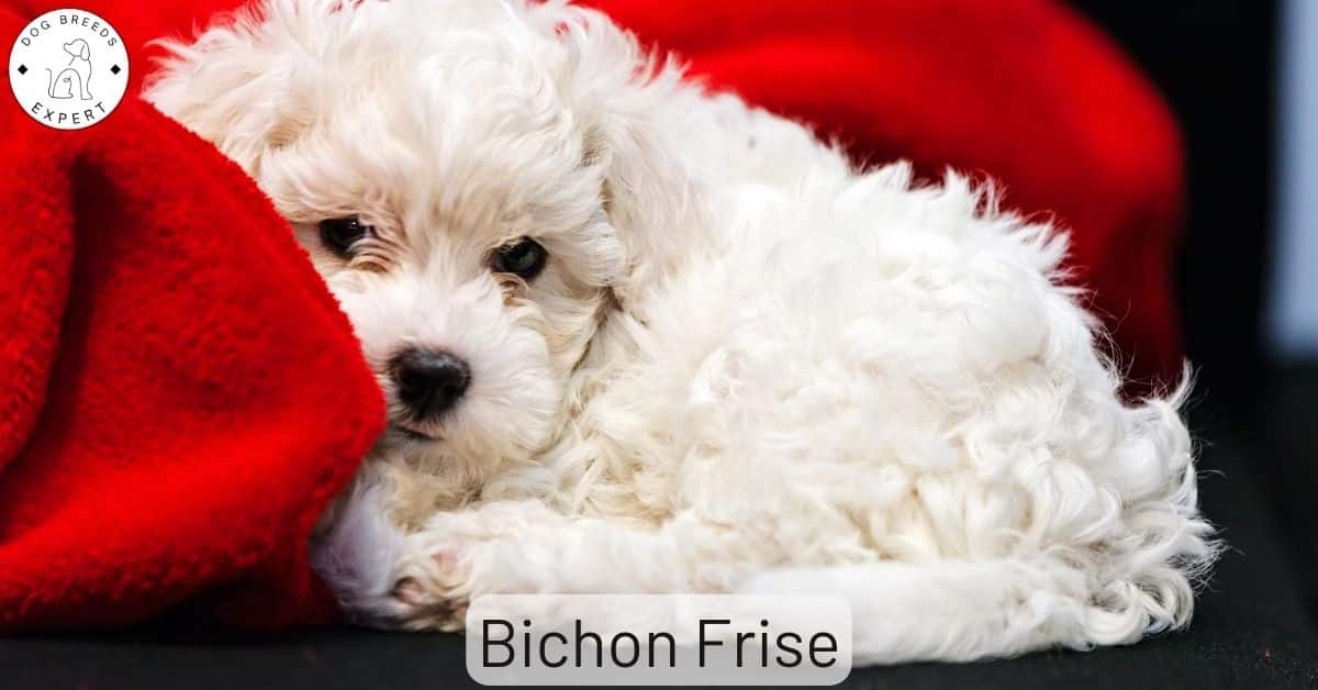 Are Bichon Frises Smart Dogs