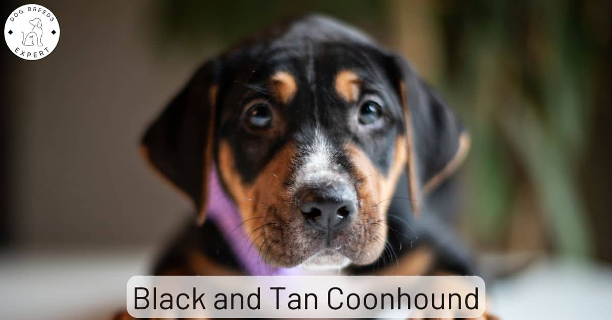 The Black and Tan Coonhound - Are You Curious?