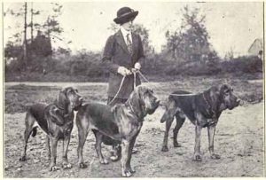 Bloodhounds - Curious? All about this dog breed