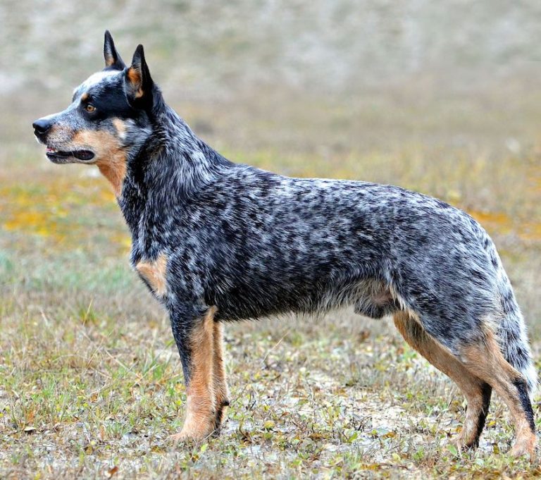 Blue Heeler Dog - Queensland Heeler or Australian Cattle Dog