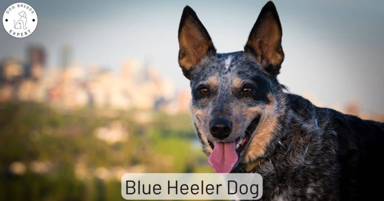 Blue Heeler Dog - Queensland Heeler or Australian Cattle Dog
