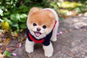 The Pomeranian Dog Breed is a popular companion. Find out why!