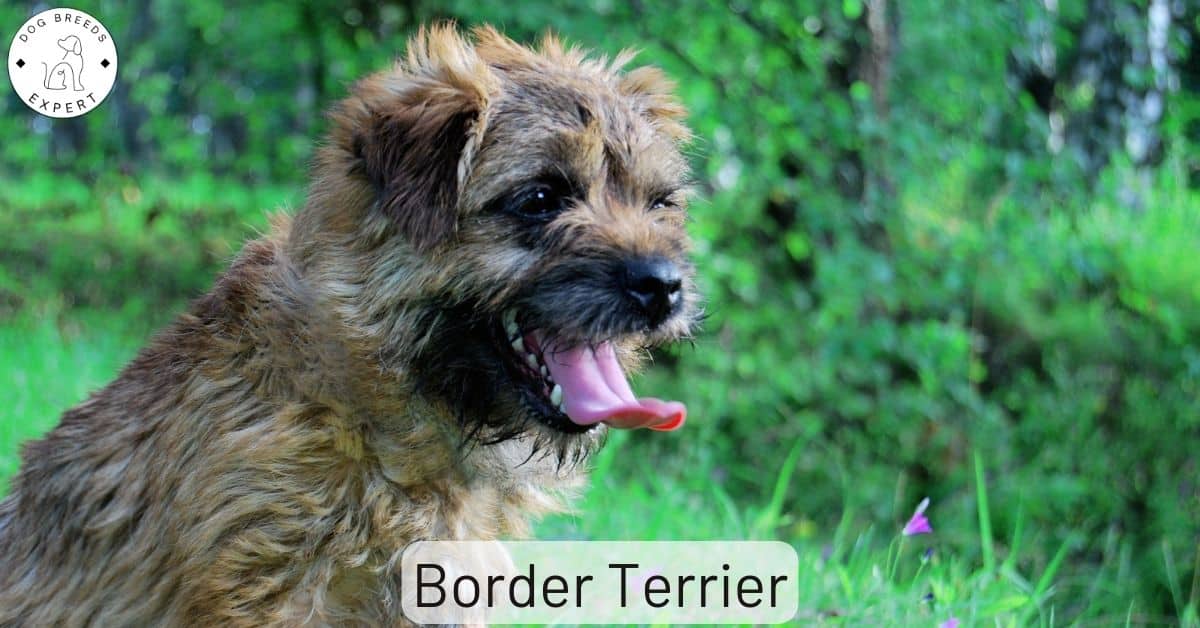 The Border Terrier - Discover this feisty little dog breed!