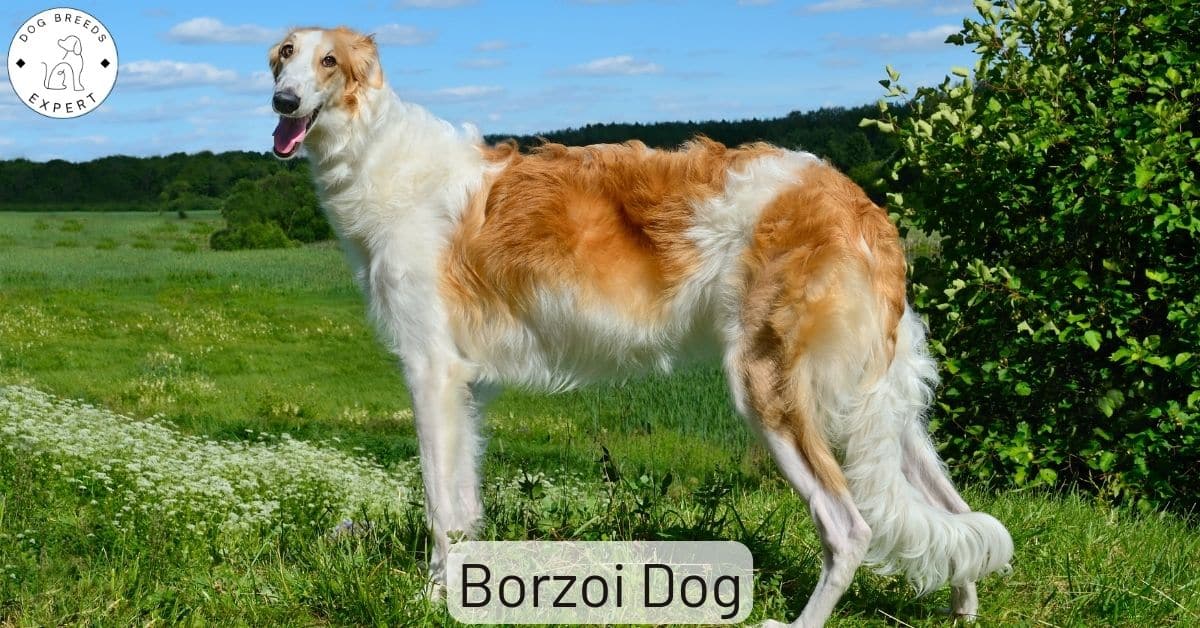 The Borzoi Dog Breed - Discover This Elegant Russian Hound