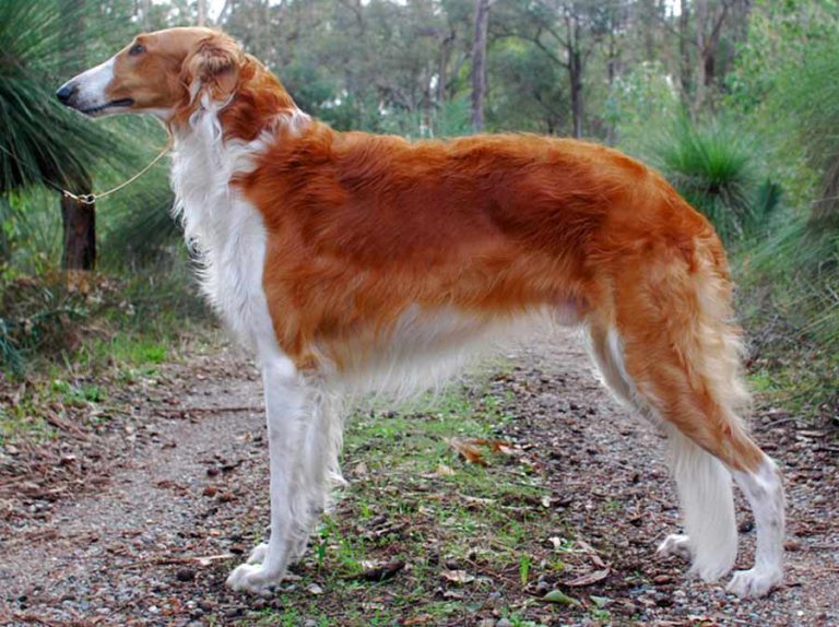 The Borzoi Dog Breed - Discover This Elegant Russian Hound