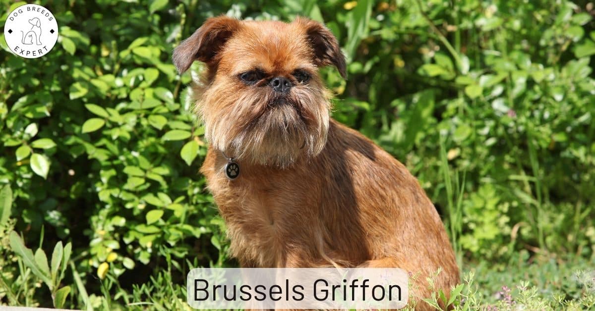 The Brussels Griffon. Find Out About This Rare Bearded Dog.