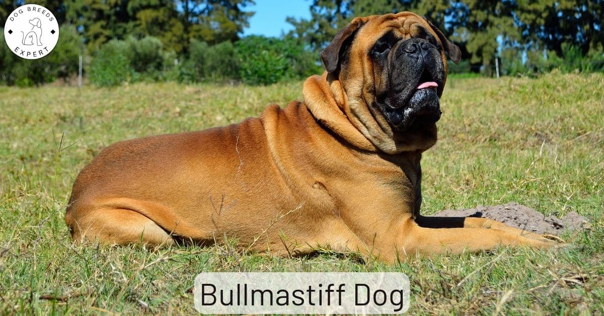 Bullmastiff Dog Breed Information - An Imposing Protector