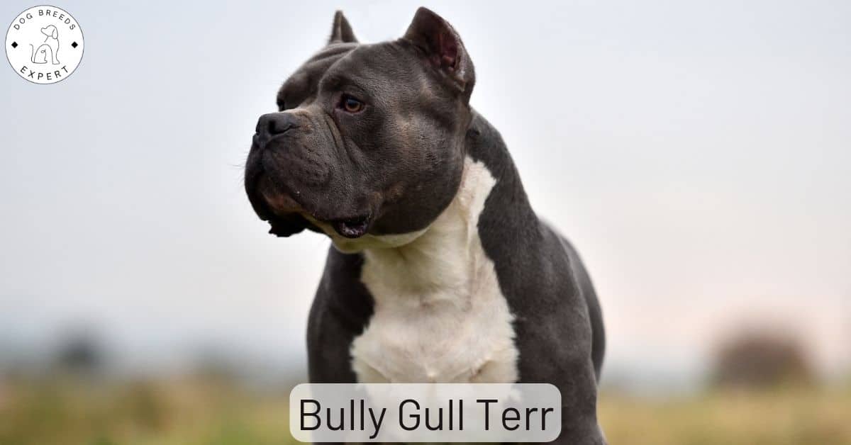 The Bully Gull Terr. Find Out About This Rare Pakistani Breed