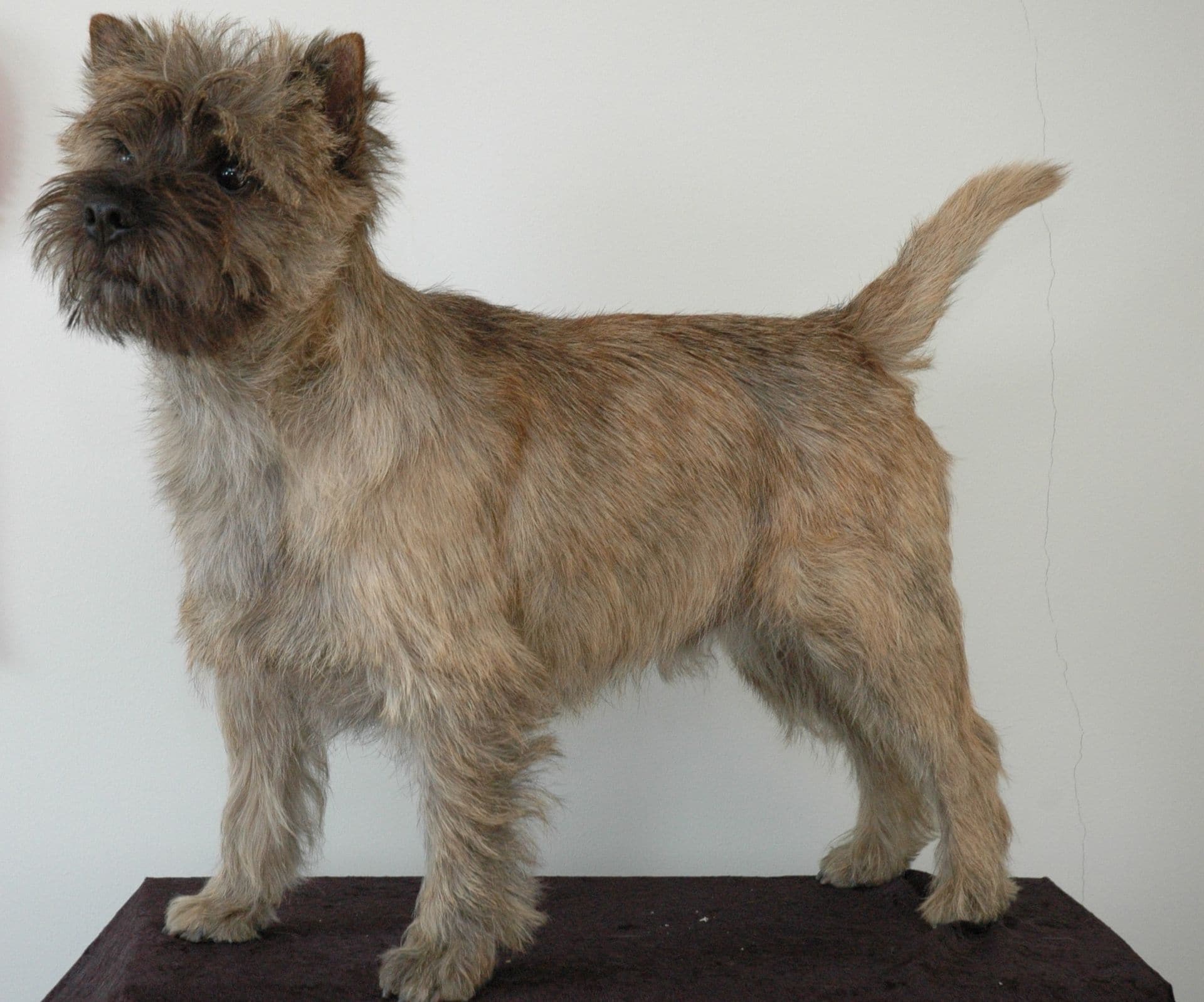 The Cairn Terrier Dog Breed Is Inquisitive And Energetic.
