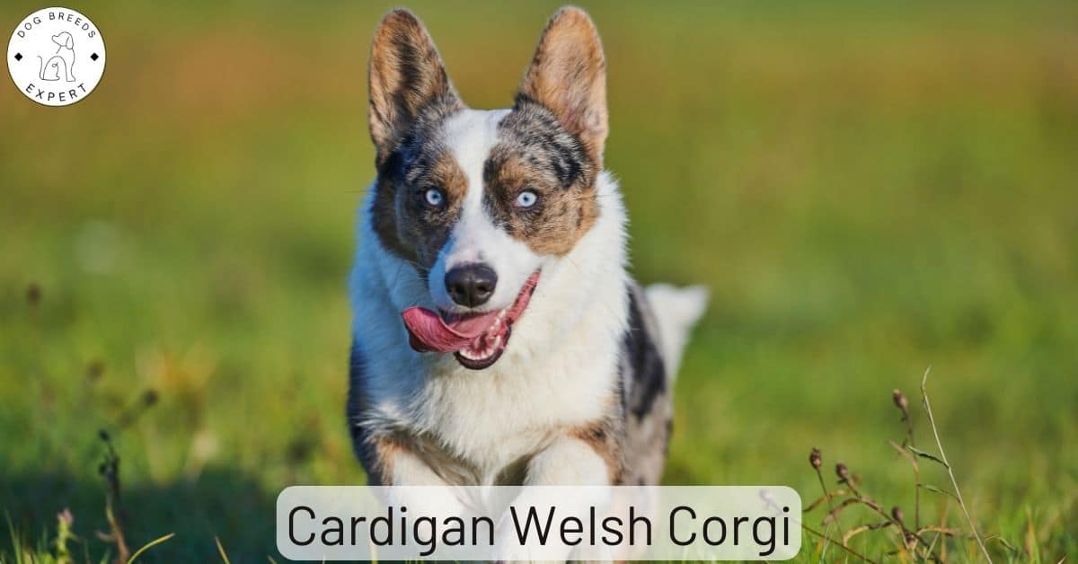 Cardigan Welsh Corgi - Full Dog Breed Information