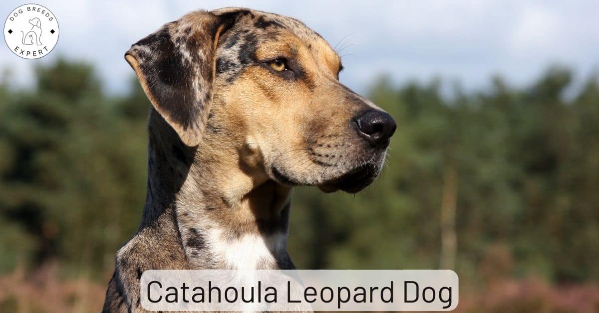 The Catahoula Leopard Dog - Curious? Get The Facts Here!
