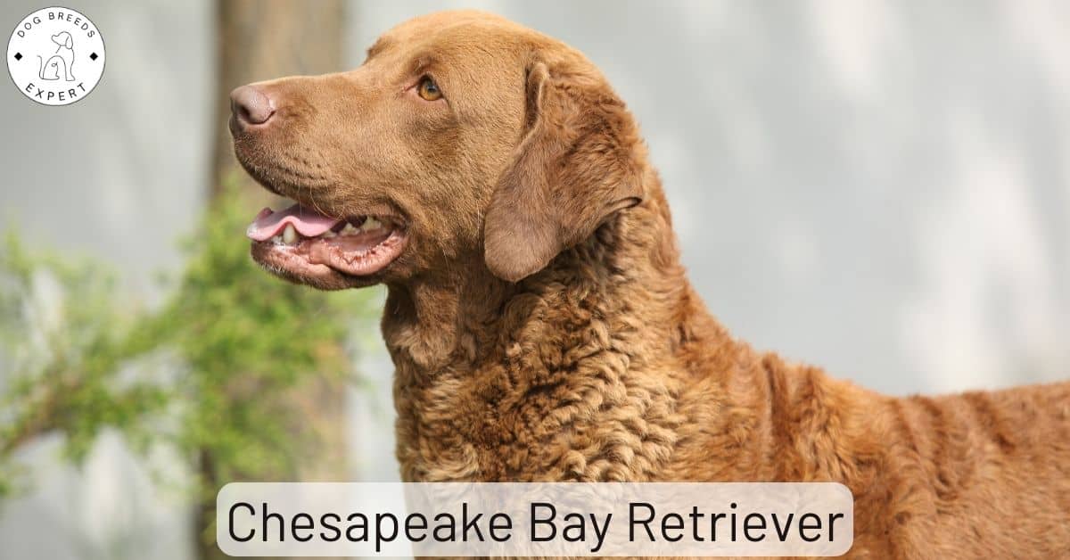 Are Chesapeake Bay Retrievers Good Guard Dogs