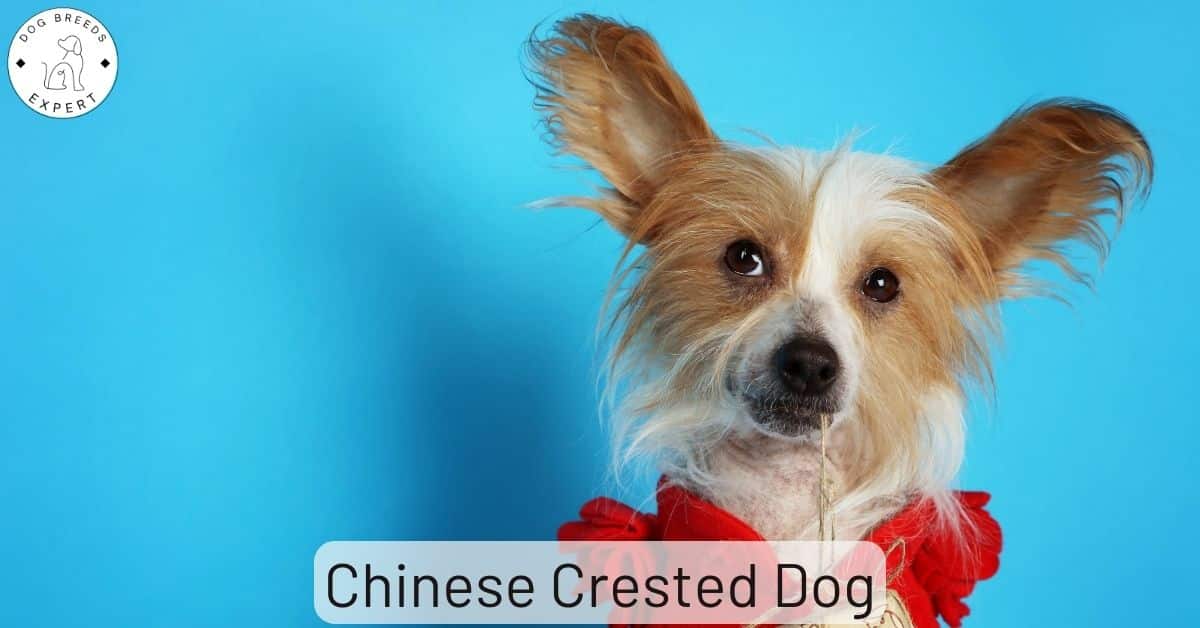 Chinese Crestepoo