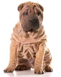 Dog Fighting Breeds. What Breeds Were Used For Dog Fighting?