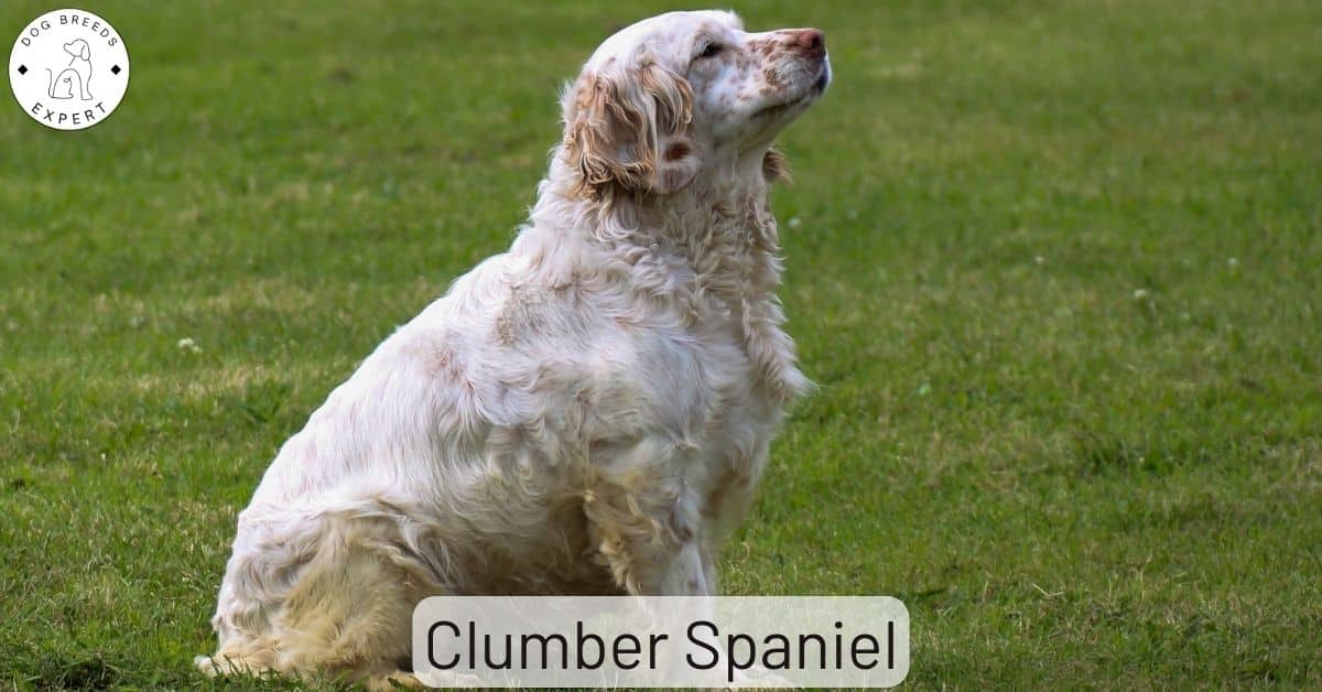 The Clumber Spaniel - the "Aristocrat Of Spaniels"