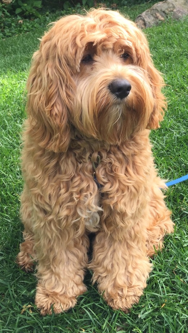 The Cockapoo - A Hybrid Dog With A Great Temperament