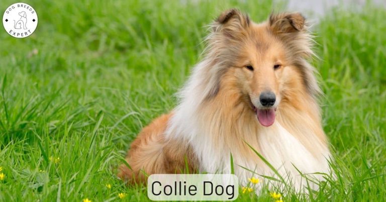 Collie Dog Breed - Profile And Pictures