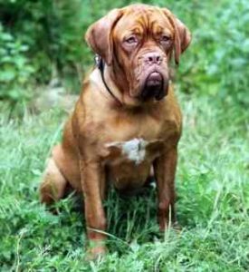 Dog Breeds List F: The Breeds Beginning With The Letter "F"