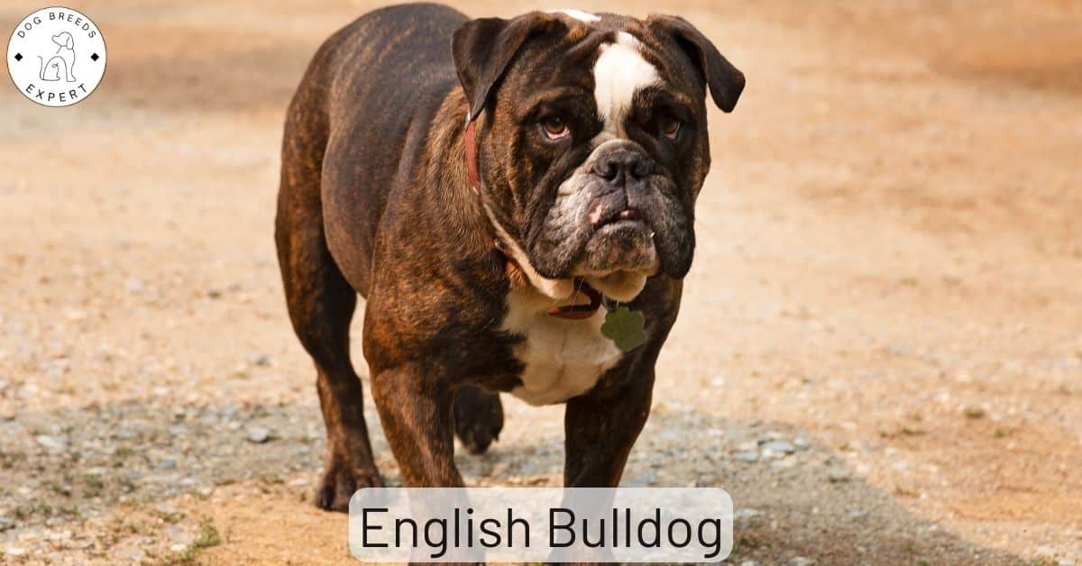 How Are English Bulldogs Smart