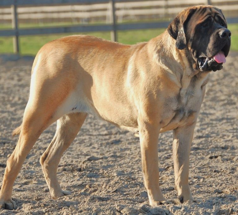 Mastiff Dog Breed Facts And Information. Best Guard Dog?