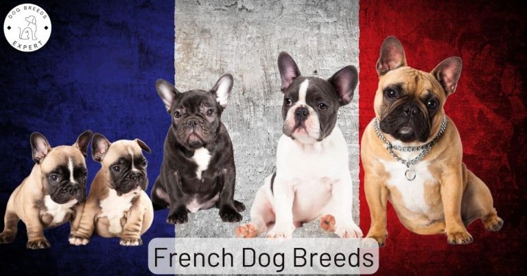 The French Dog Breeds - Information On Dogs From France