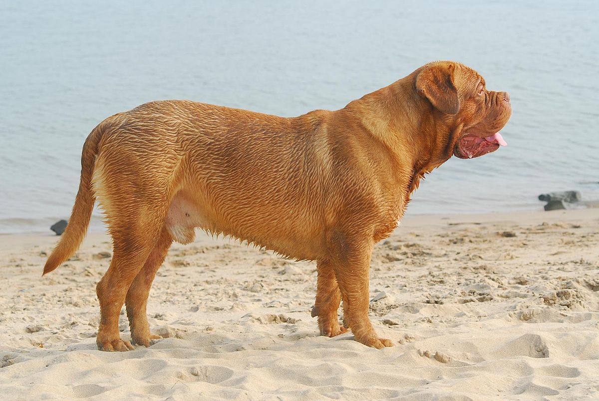 Dogue De Bordeaux - Also Called The French Mastiff