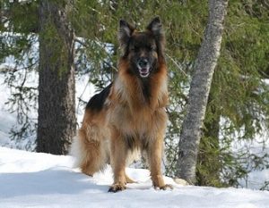 German Shepherd - Facts, Photos And All The Info You Need