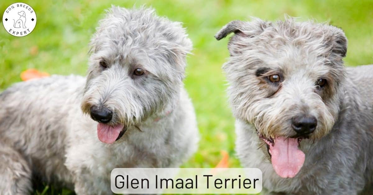 Are Glen Of Imaal Terriers Good Guard Dogs