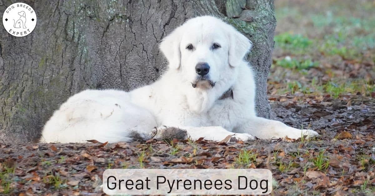 Where Do Great Pyrenees Dogs Come From