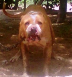 Gull Dong - A Rare Aggressive Pakistani Breed.