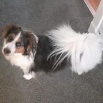 Hybrid Dogs - What Are They? Find Out Here!