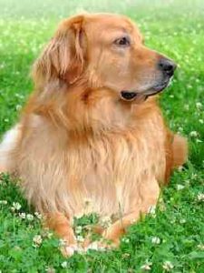 Dog Breeds List H: Dog Breeds Beginning With The Letter "H"